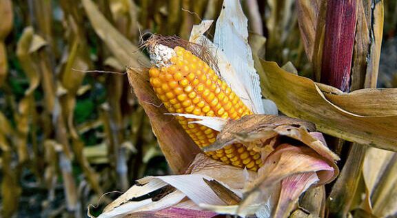 ¿Qué significa soñar con mazorcas? - Somnimentis